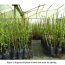 Seed Germination in Blood Fruit (Haematocarpus validus (Miers.) Bakh. f ...
